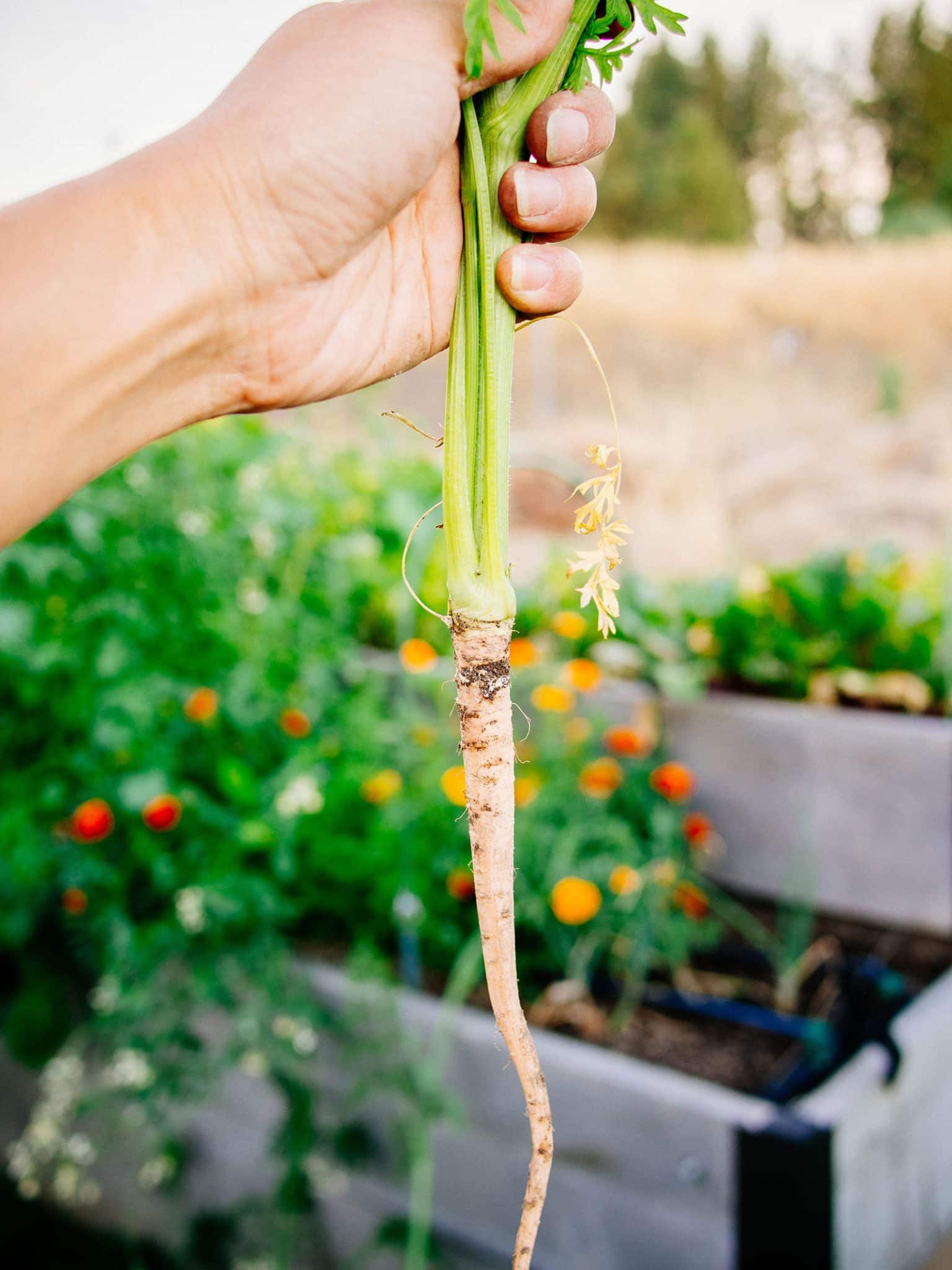 How to Fix 9 Common Carrot Growing Problems - Garden Betty
