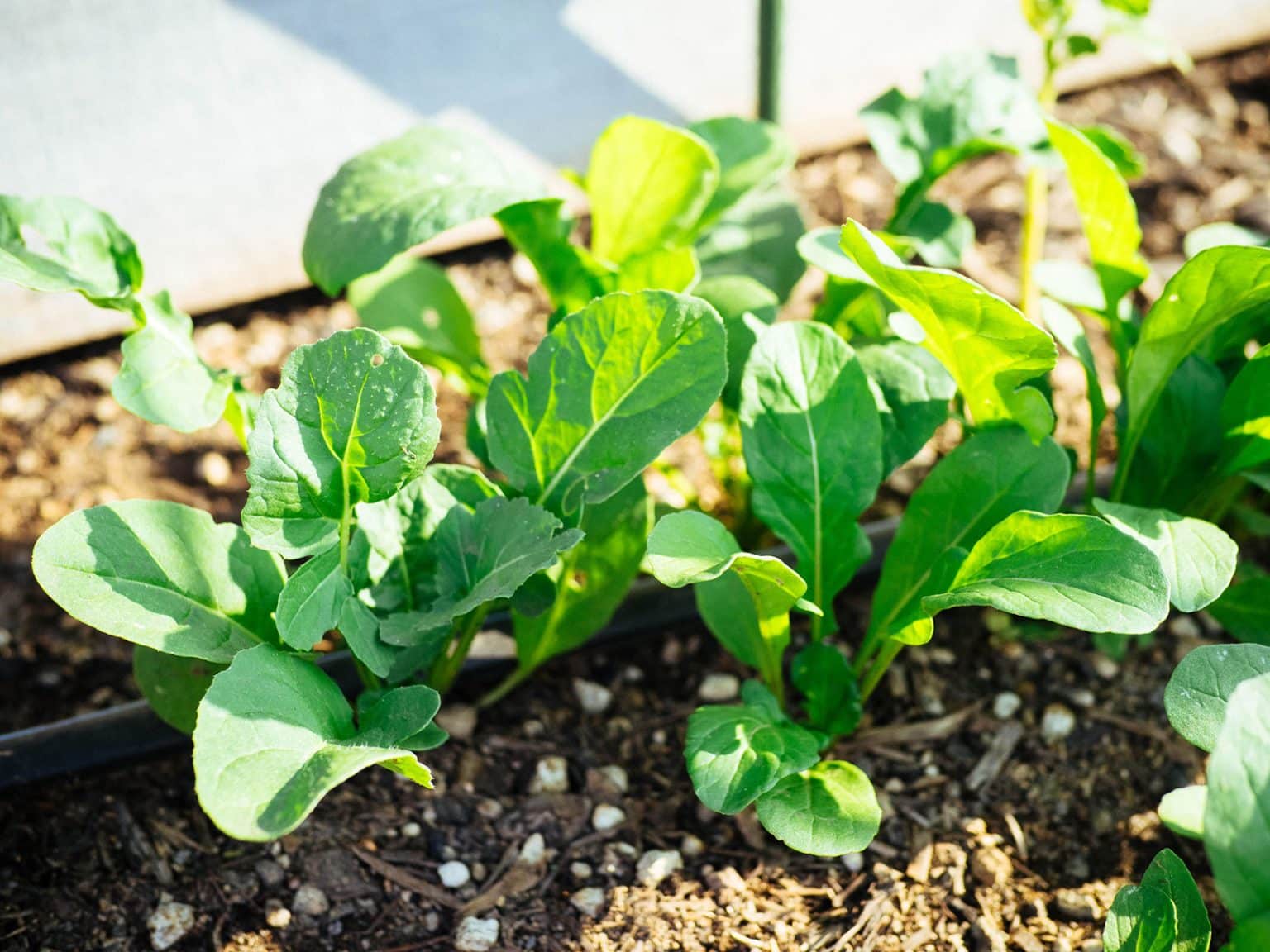 How to Use Persephone Days to Grow a Thriving Winter Garden - Garden Betty