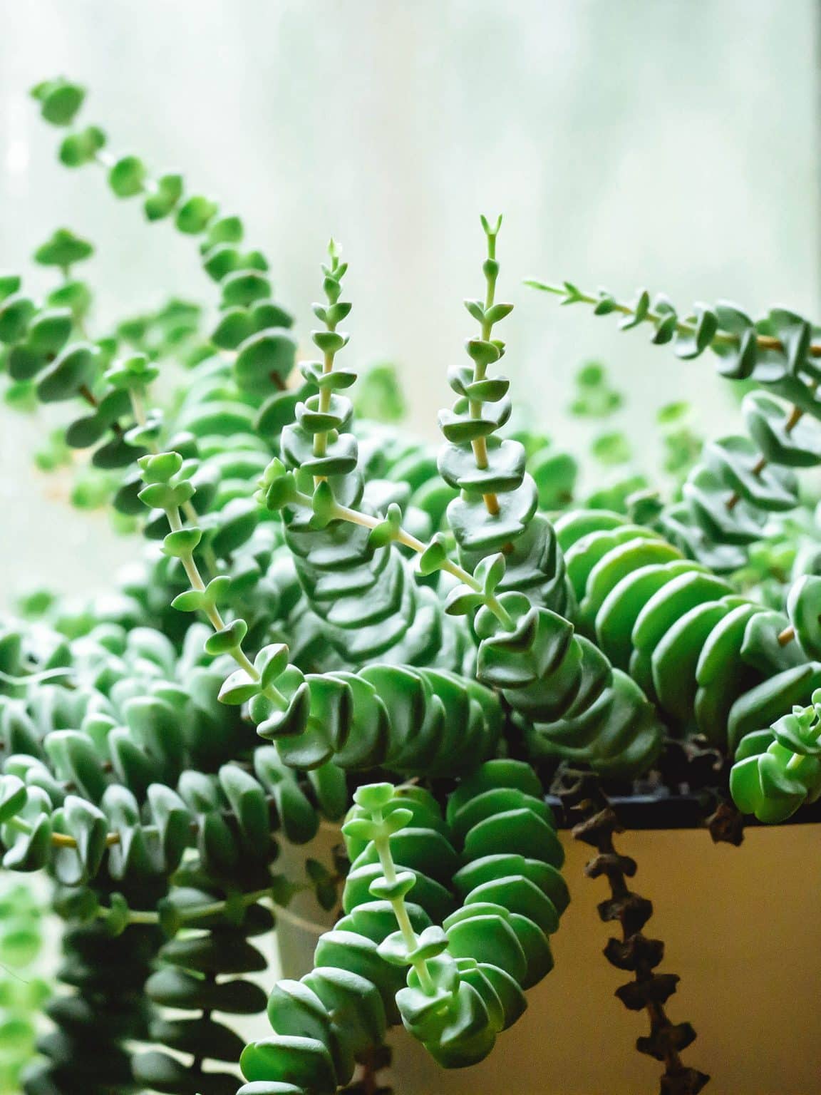 Easy Care Guide to Crassula Perforata (String of Buttons) – Garden Betty