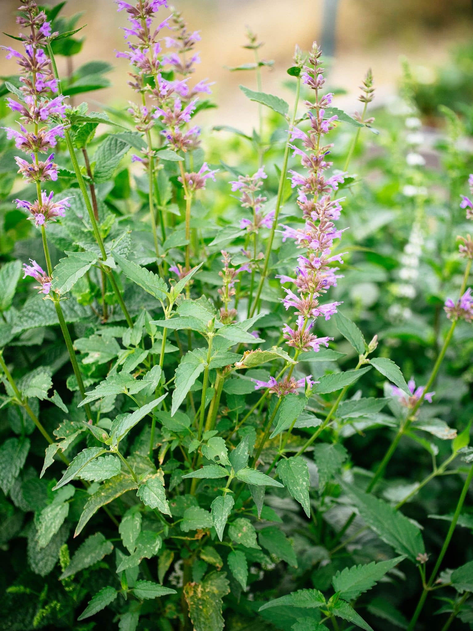 How to Prune Perennial Herbs So They Grow Faster and Fuller - Garden Betty