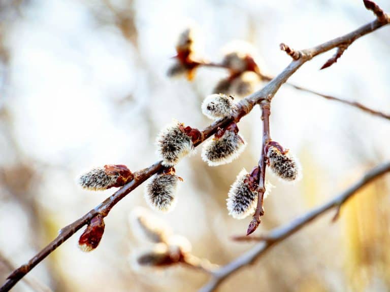 16 Winter-Blooming Flowers That Thrive in Cold and Snow - Garden Betty