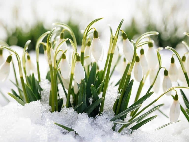16 Winter-Blooming Flowers That Thrive in Cold and Snow - Garden Betty