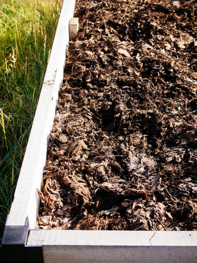 The Easiest Way to Make Leaf Mold to Improve Your Soil - Garden Betty