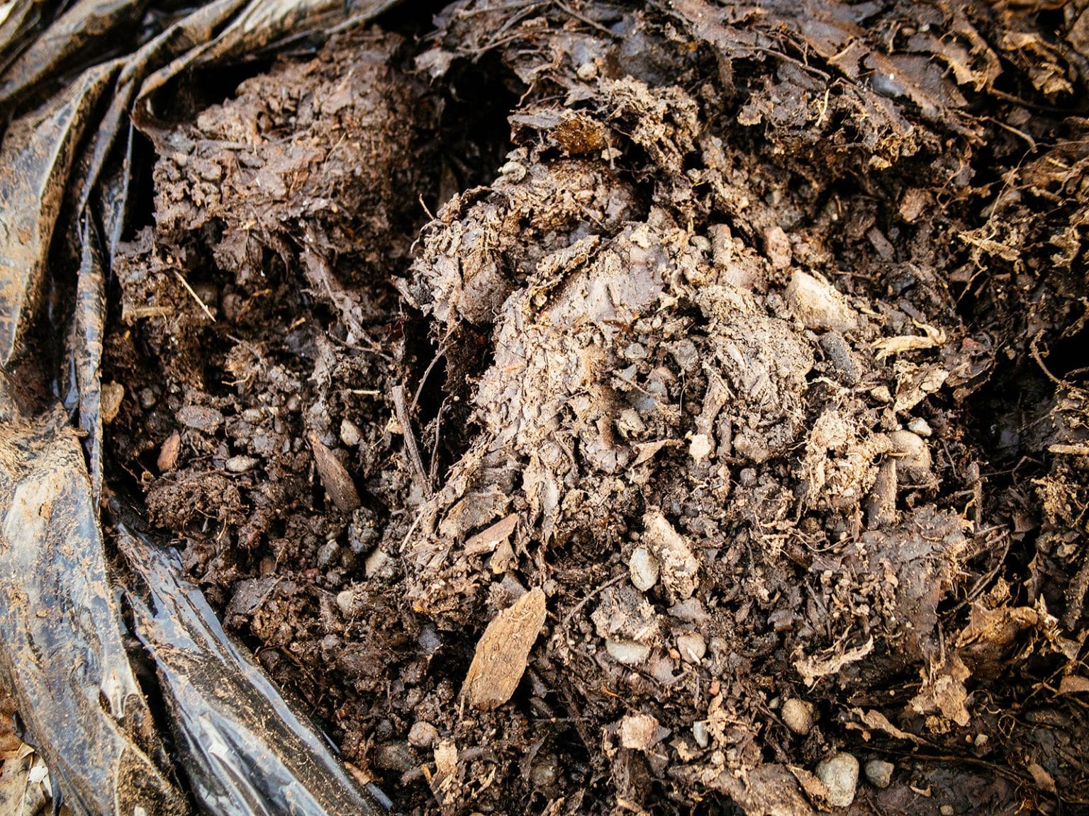 The Easiest Way to Make Leaf Mold to Improve Your Soil - Garden Betty