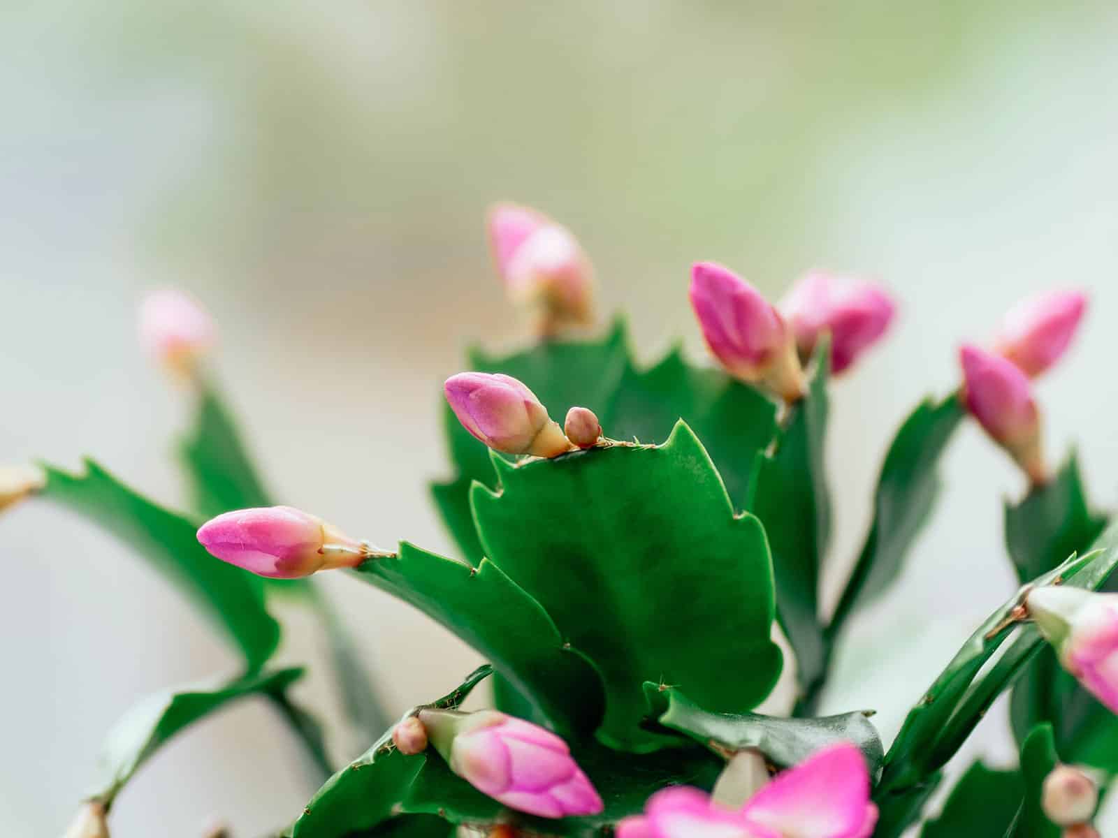 How to Tell the Difference Between Holiday Cactus Varieties - Garden Betty