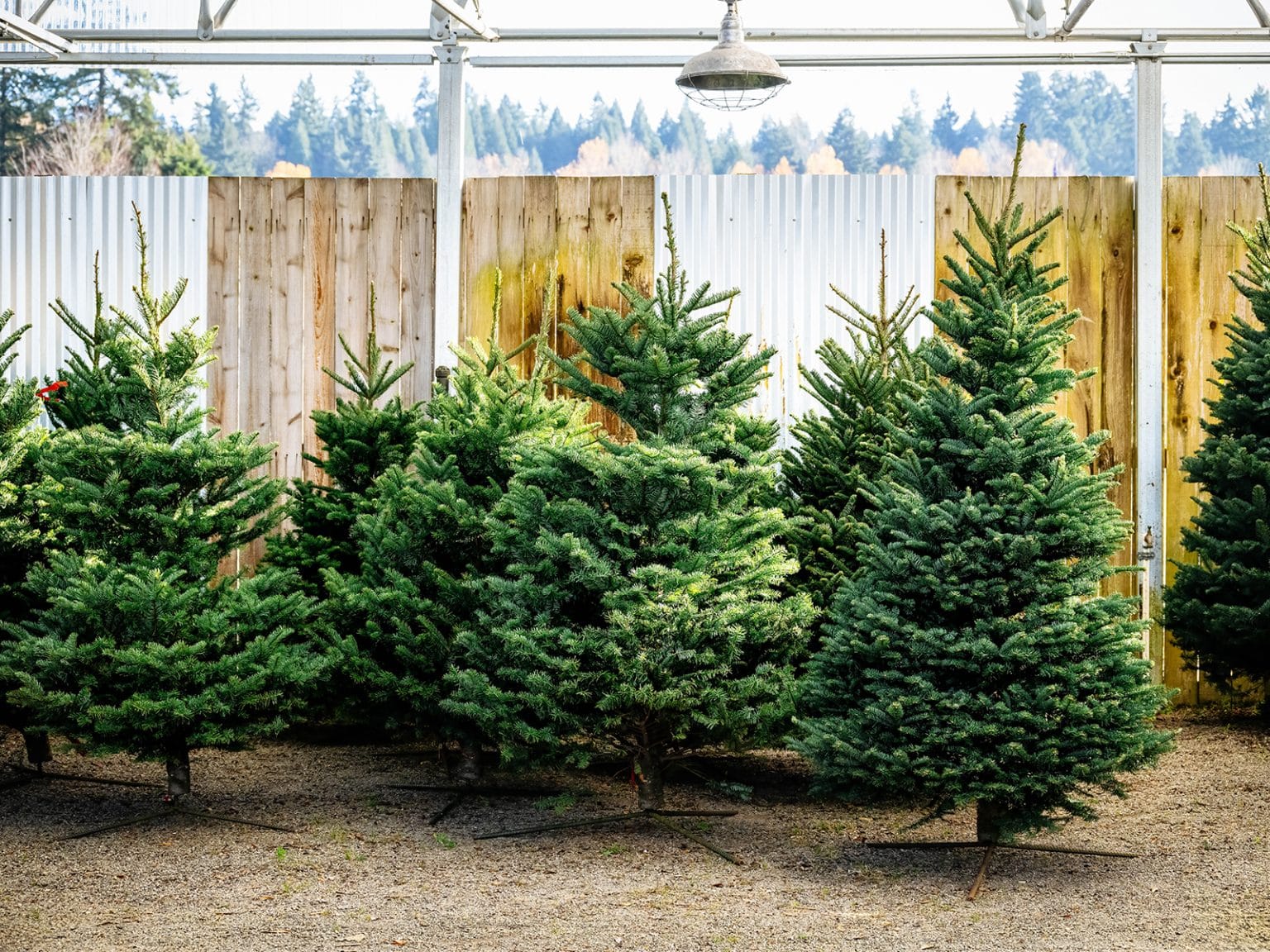 The Longest (and Shortest) Lasting Christmas Tree Varieties - Garden Betty