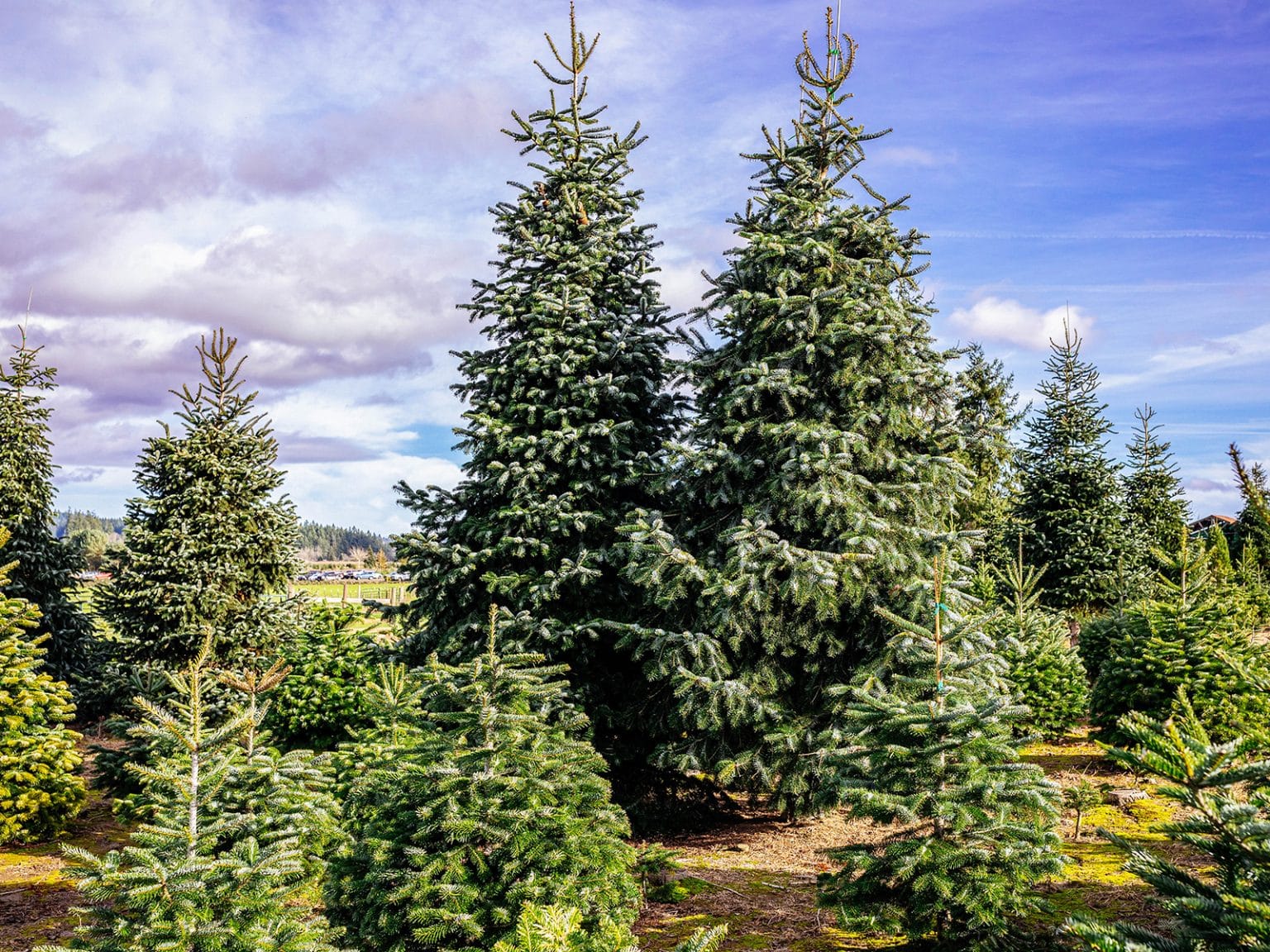 The Longest (and Shortest) Lasting Christmas Tree Varieties - Garden Betty