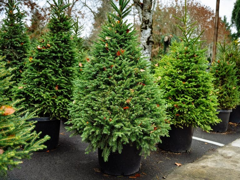 Your Guide to Live Potted Christmas Trees—From Indoor Display to ...