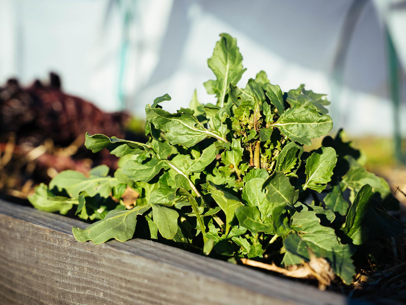 Winterkill Temperatures for Vegetable Crops (My Evolving List) - Garden ...