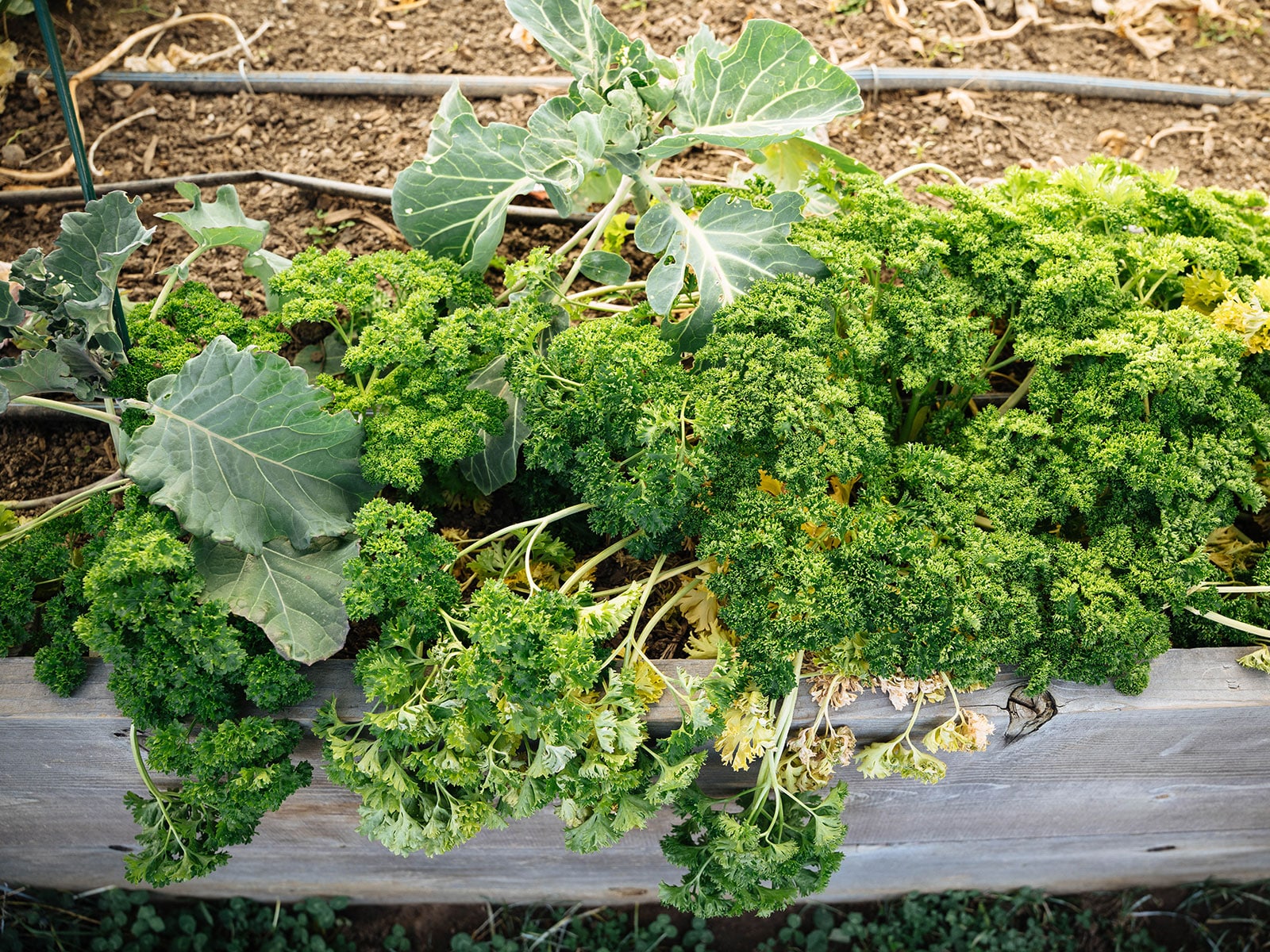 Winterkill Temperatures for Vegetable Crops (My Evolving List) - Garden ...