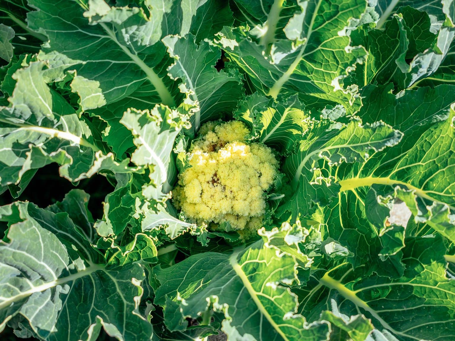 38 Perennial Vegetables to Plant Once and Enjoy for Years - Garden Betty